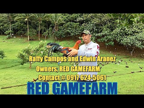Welcome To Red Gamefarm Home Of The Best Quality Breed - YouTube