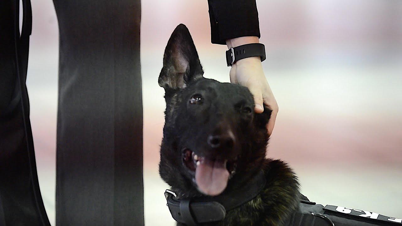 K9 Units Gifted New Vests - YouTube