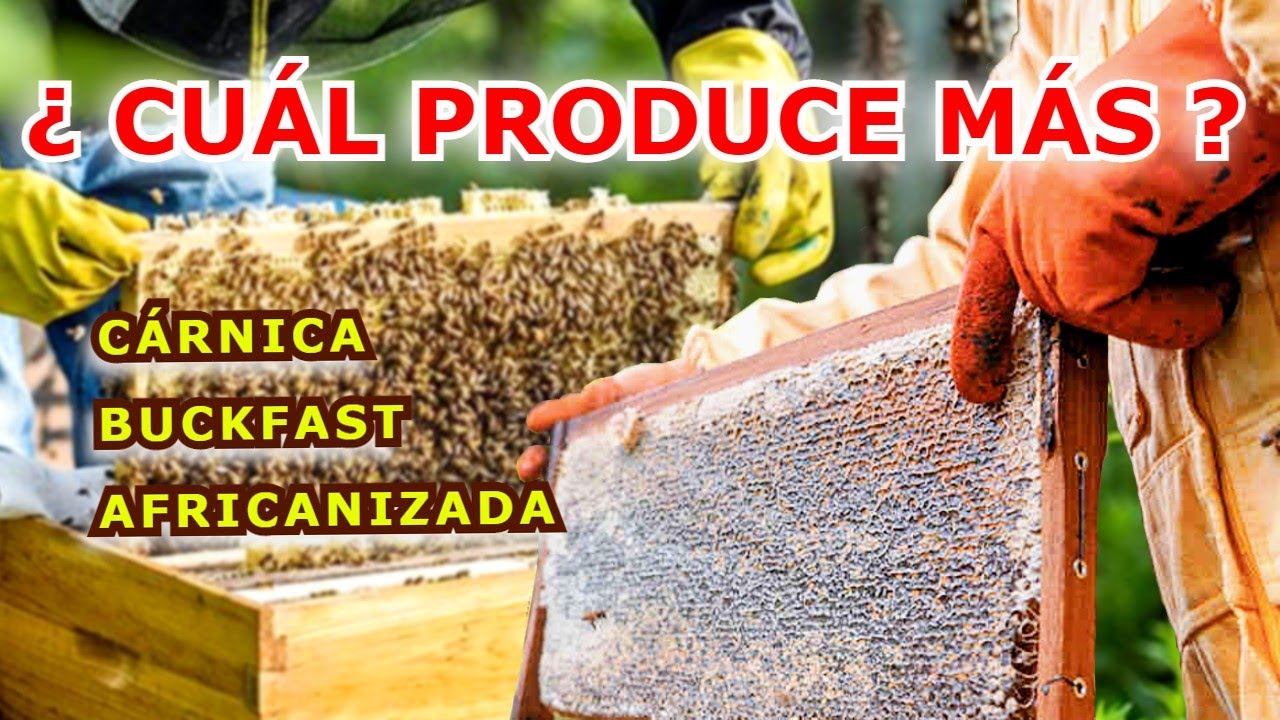 Importa la RAZA en las ABEJAS | Cárnica Buckfast Africanizada - YouTube