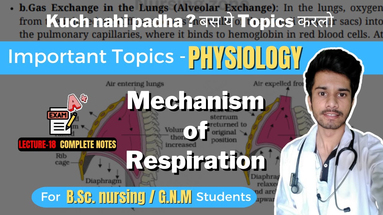 Mechanism of Respiration | Important topics of Anatomy and Physiology ...
