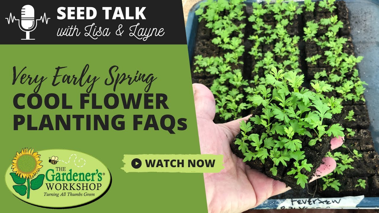 Seed Talk #125 - Very Early Spring Cool Flower Planting FAQs - YouTube