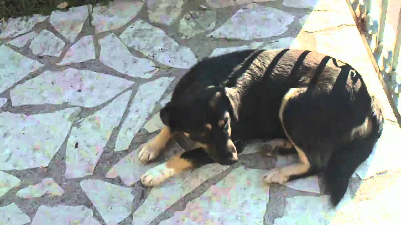 ΣΚΥΛΑΚΙΑ ΧΑΡΙΖΟΝΤΑΙ - YouTube