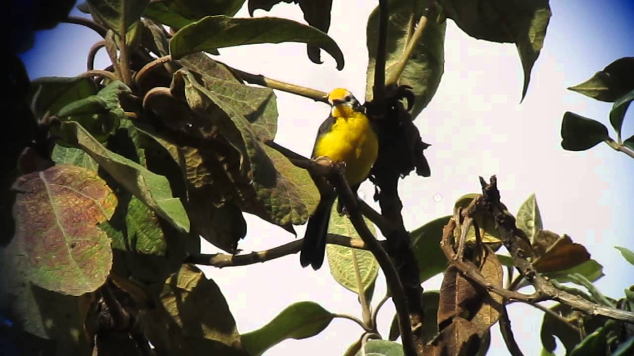 Near endemic Golden fronted Redstart Myioborus ornatus Chingaza, E ...