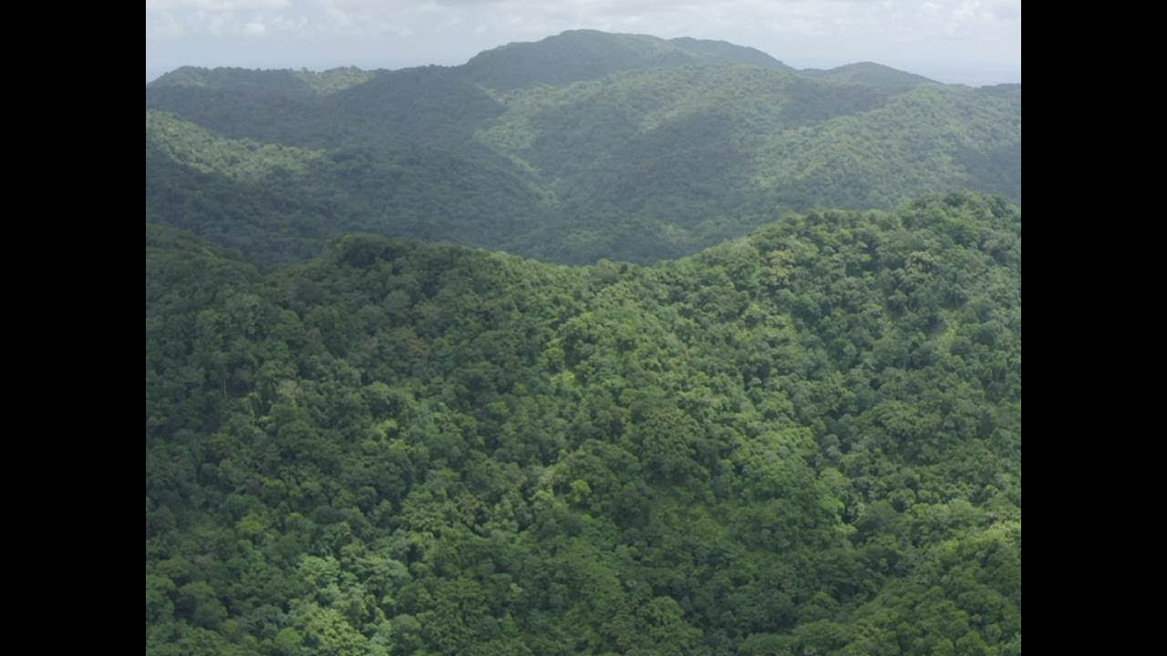 Tobago Main Ridge Demarcation Project - YouTube