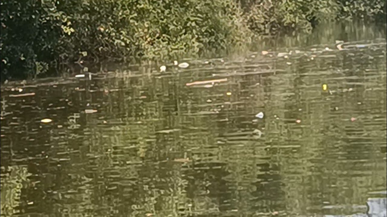 Garbage sullies the beauty of the Cumbarjua Canal famous for crocodiles ...