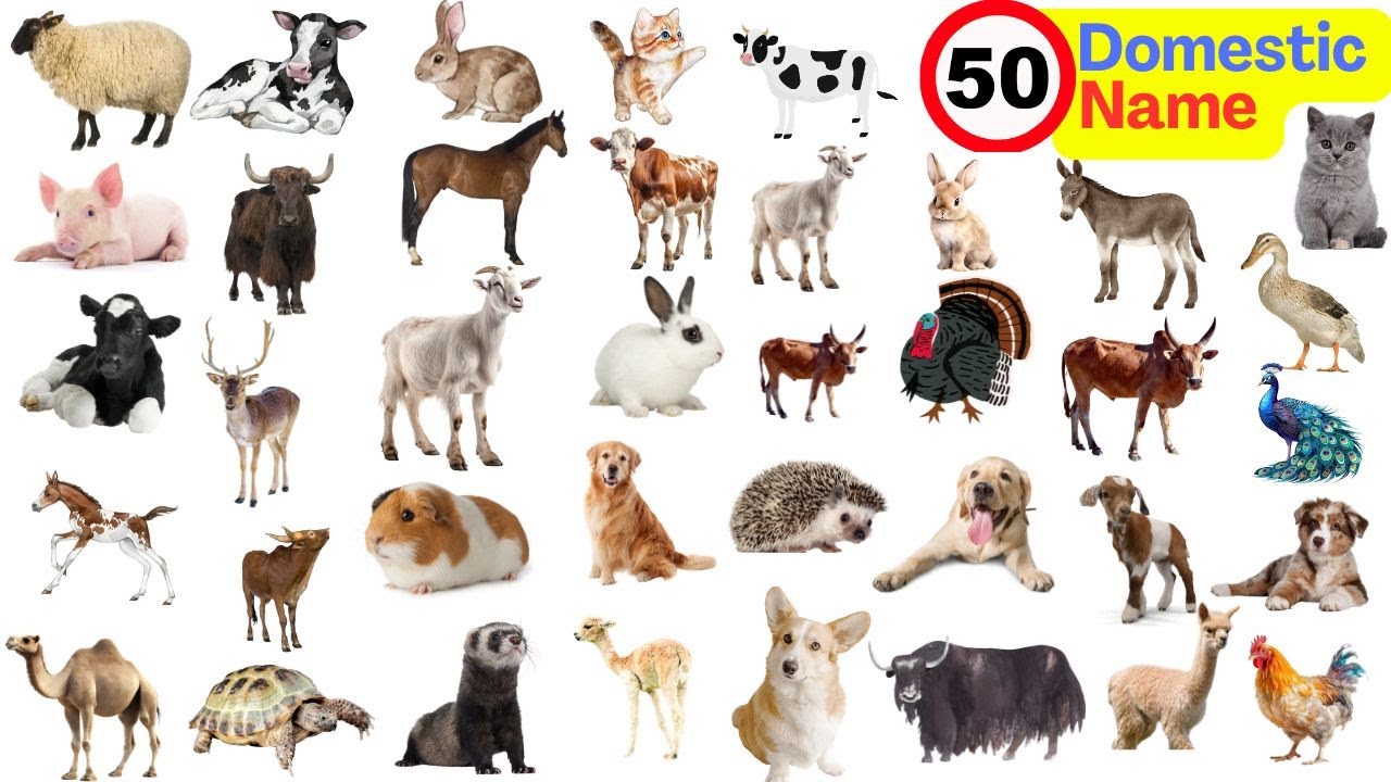 Animal Names for Kids in English | 50 Domestic Animals Names | Domestic ...