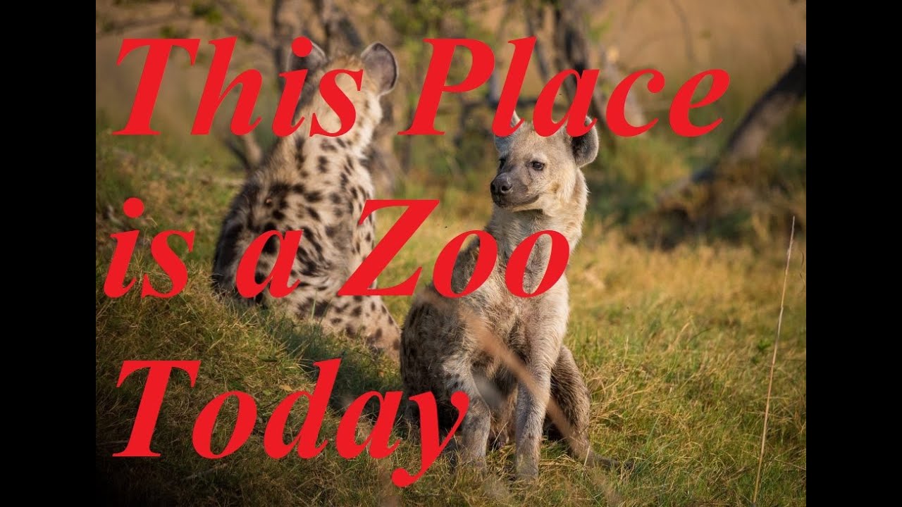 This Place is a Zoo Today / Visting the Hyena's here at the Phoenix Zoo ...