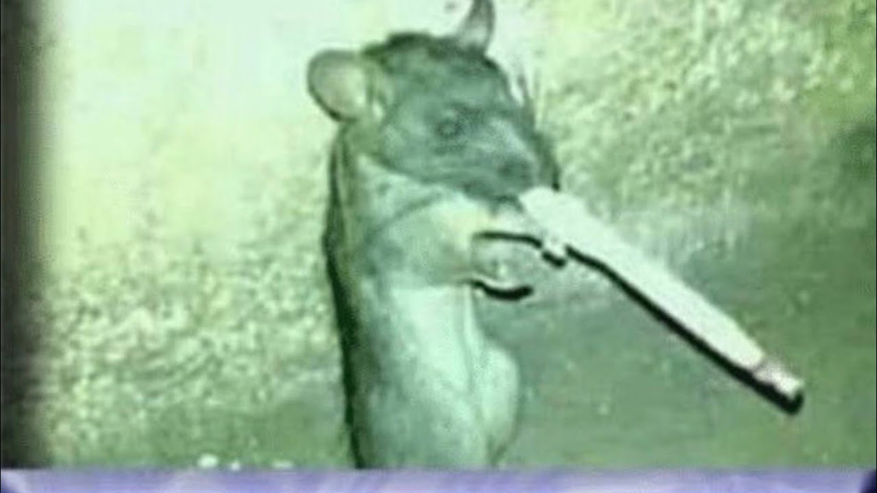 Oh shit a rat - YouTube