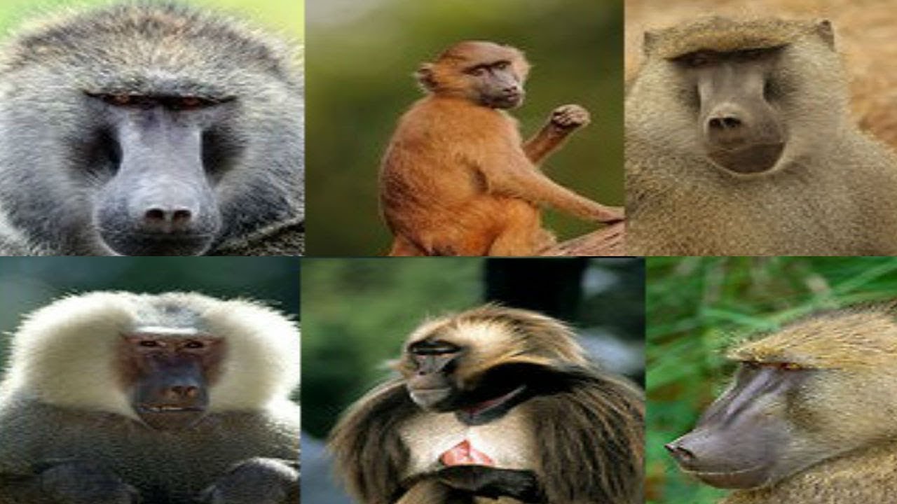 All Baboon Species Species List Youtube
