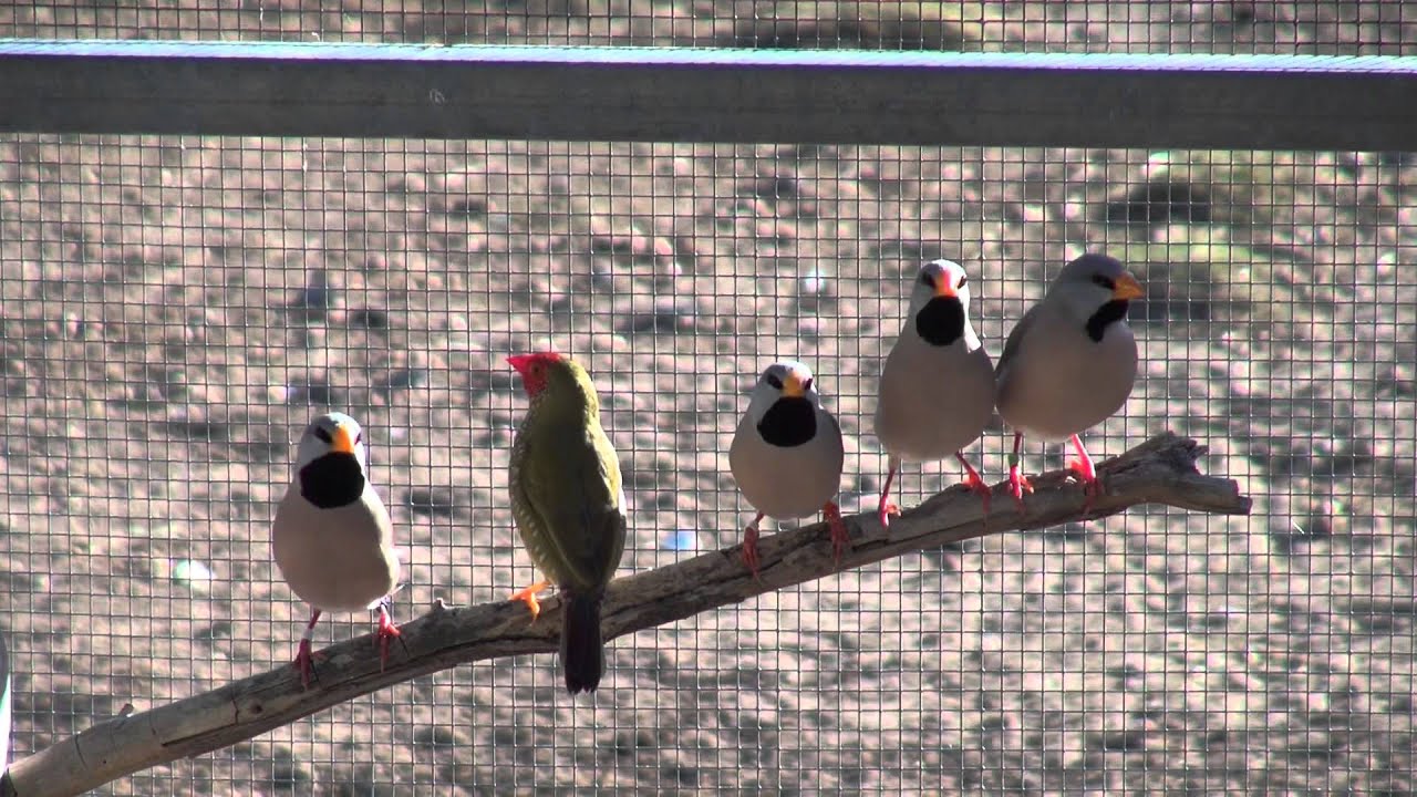 Long-tailed Finch - Yellow Billed | BirdSpyAus - YouTube