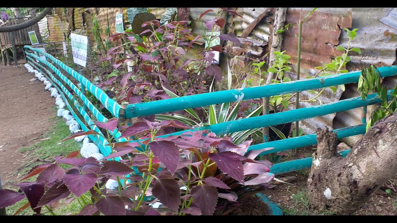 Roxas Farm School, Learners (Roa's Family) Home Garden, 1st Place ...