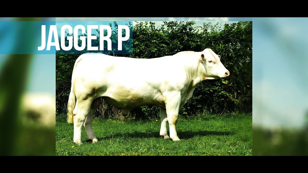 JAGGER P - Croissance, Qualités Maternelles et Sans Cornes réunis - YouTube