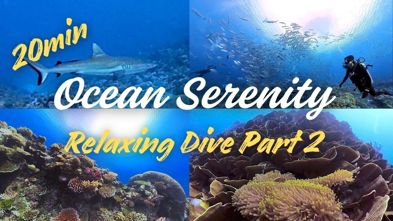 Ocean Serenity: Calming Marine Life Adventures｜20min. 【RELAXATION】#43 ...