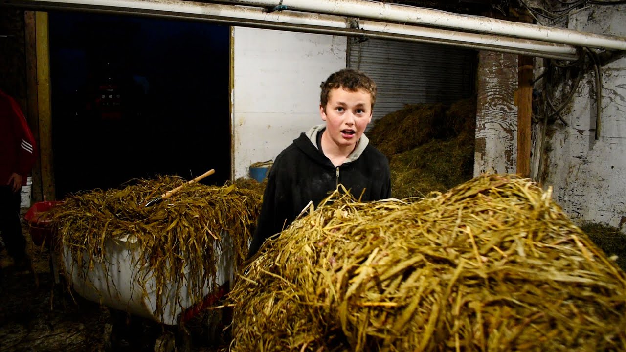 Night Shift at the Happy Barn - YouTube