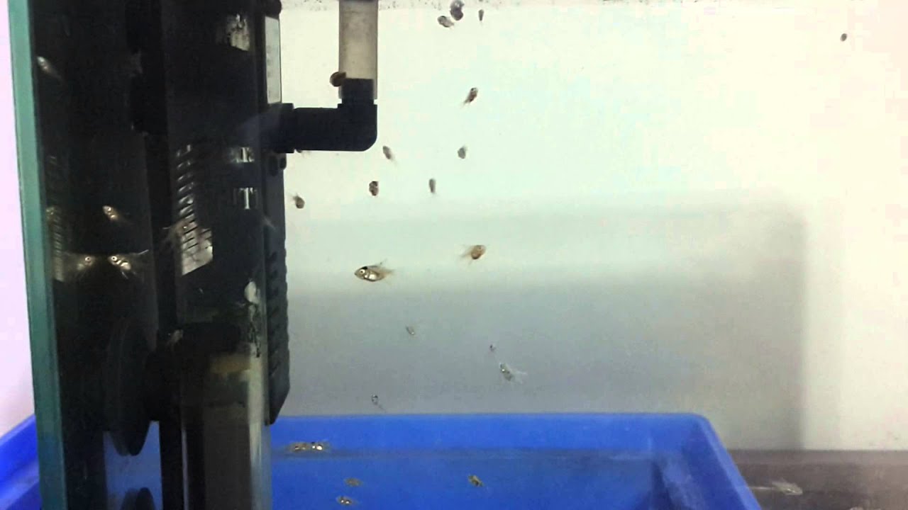 Angel fish babies, 3 weeks old - YouTube