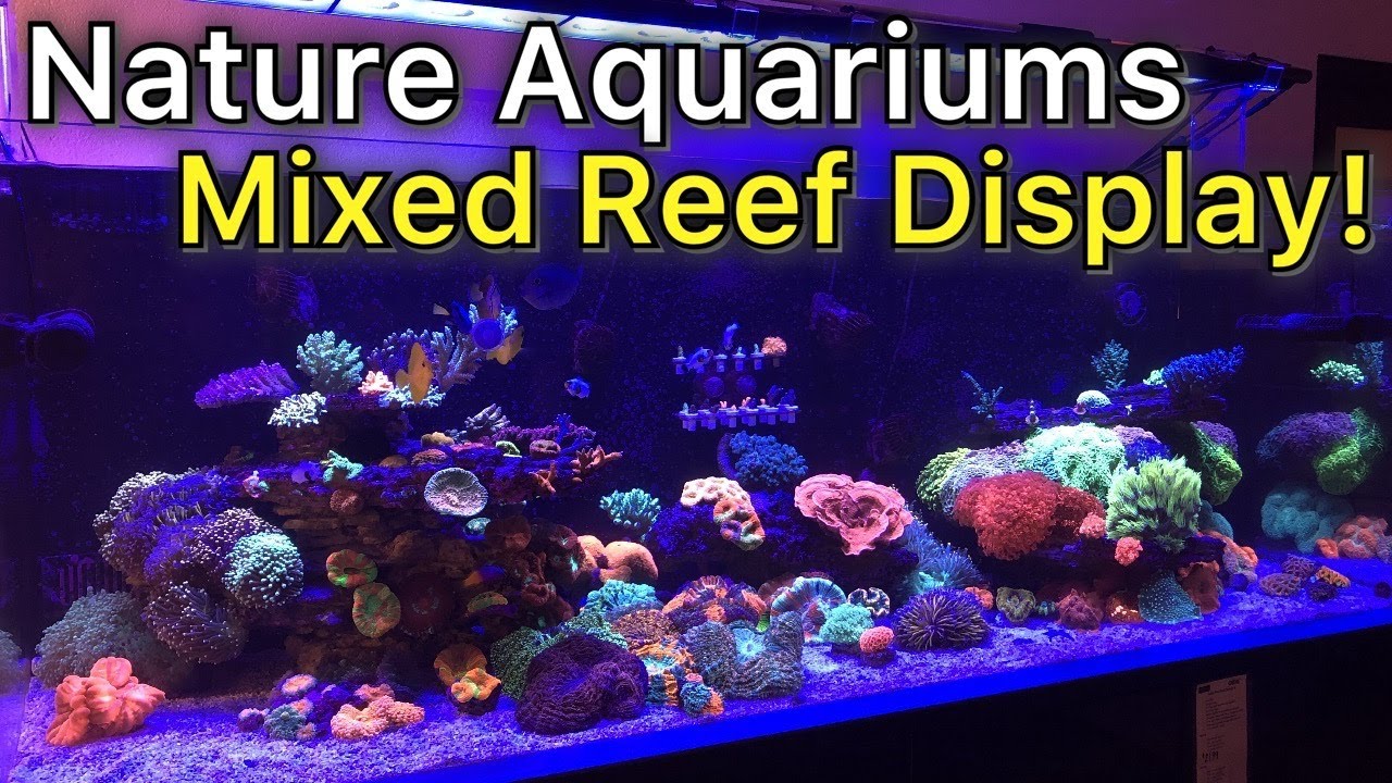 Part 1 - Nature Aquariums Incredible Mixed Reef display - Cade 1800 Pro ...