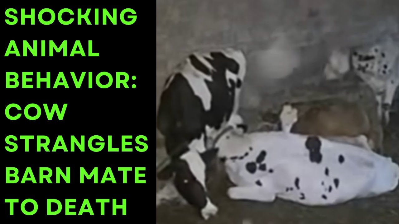 Shocking Animal Behavior: Cow Strangles Barn Mate to Death - Revenge or ...