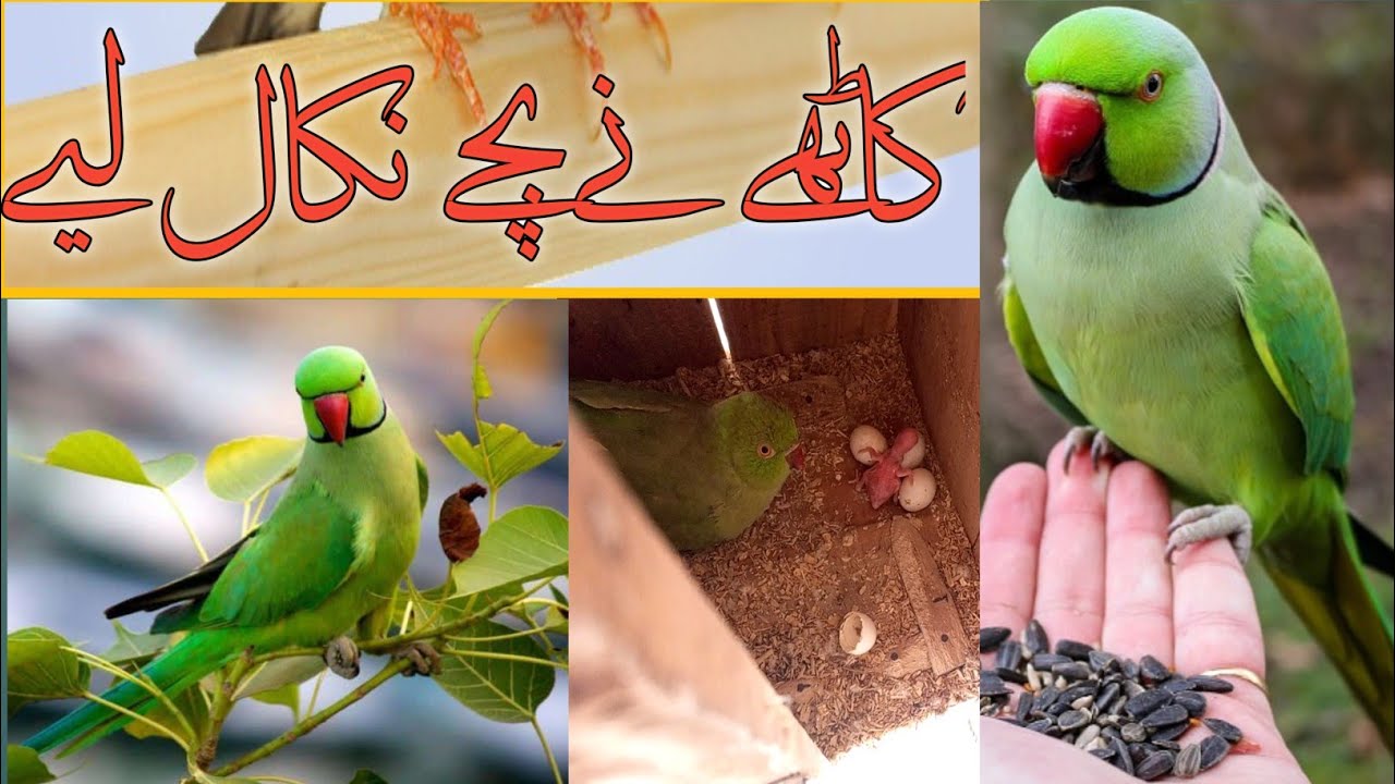 green ringneck chicks |ringneck parrot breeding|mukhtar birds |pets ...