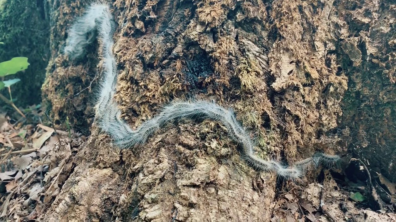 Der Eichenprozessionsspinner - YouTube