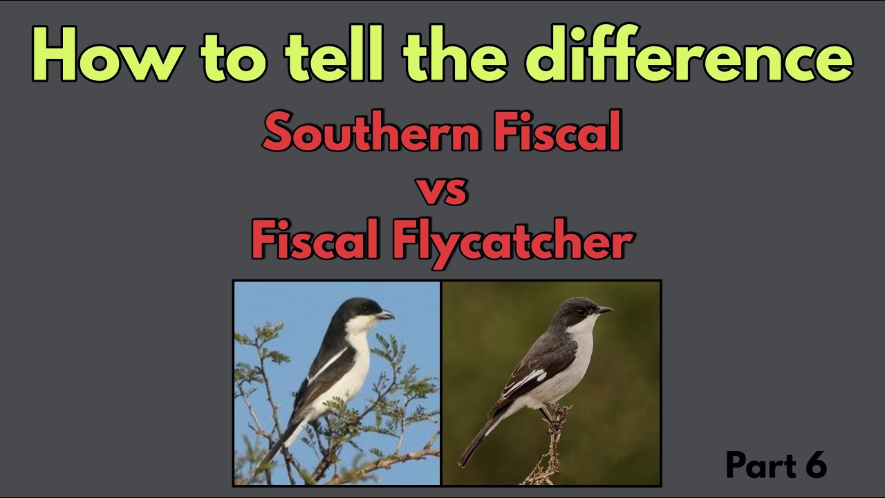 HOW TO TELL THE DIFFERENCE SERIES - Southern Fiscal vs Fiscal ...