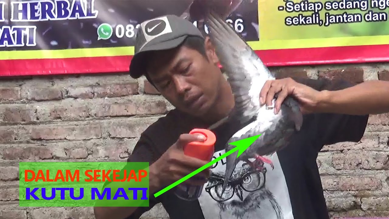 CARA AMPUH MENGHILANGKAN KUTU DI BADAN MERPATI - YouTube
