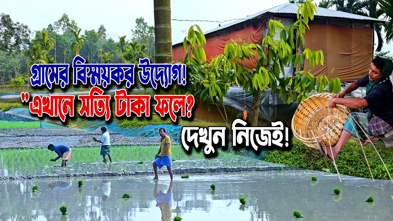 🔥 মধুপুর গ্রামের বিস্ময়! টাকার গাছ, খামার ও গ্রামীণ ঐতিহ্যের অসাধারণ ...
