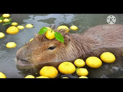 Capybara slideshow - YouTube