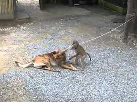 Maymun ve köpek 2 - www.teknovid.com