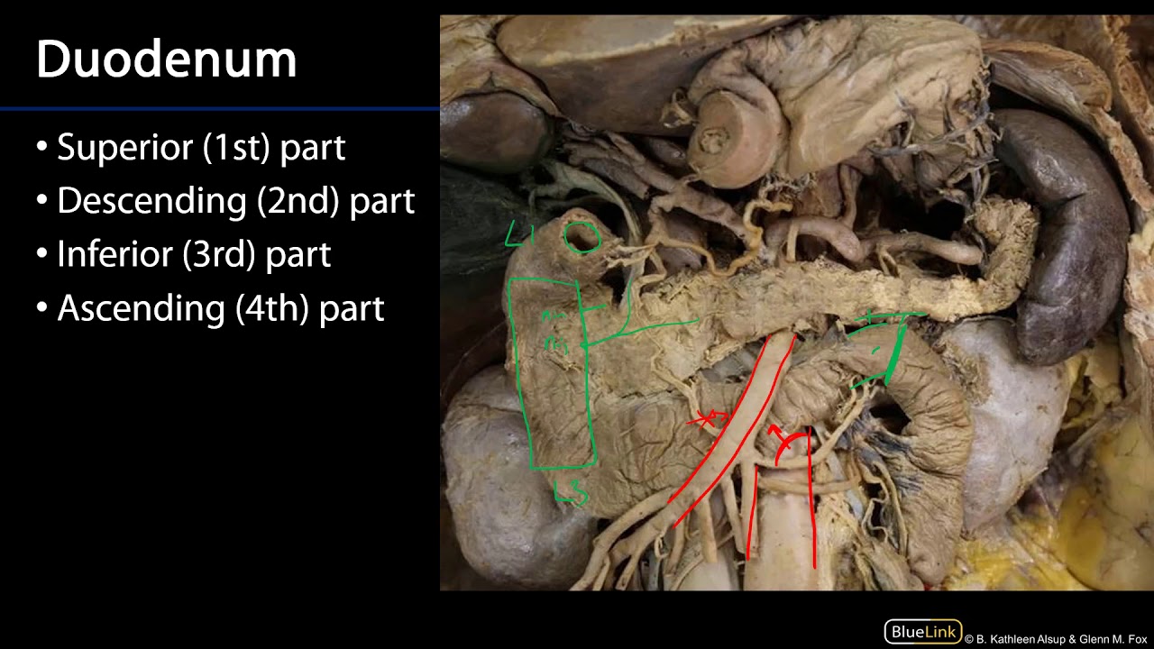 Duodenum and Pancreas - Duodenum, Pancreas and Abdominal Aorta SDV ...