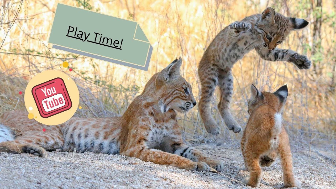 Bobcat family playing in front of the camera - YouTube