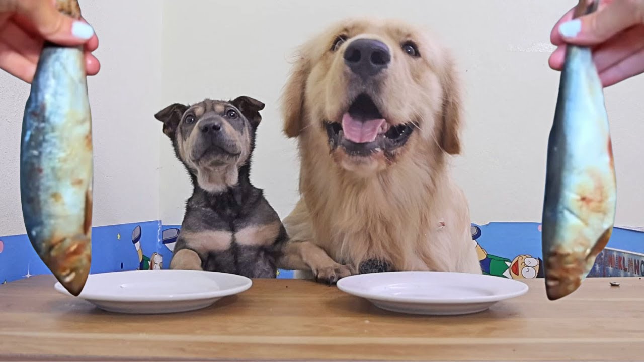 Dog Reviews Food With Baby Puppy | Funny Dog Sulk - YouTube