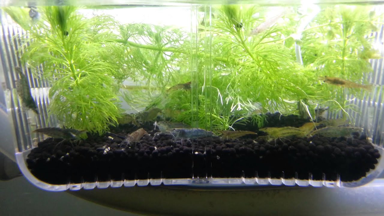 小蝦出生 Natural ecosystems Shrimp tank - YouTube