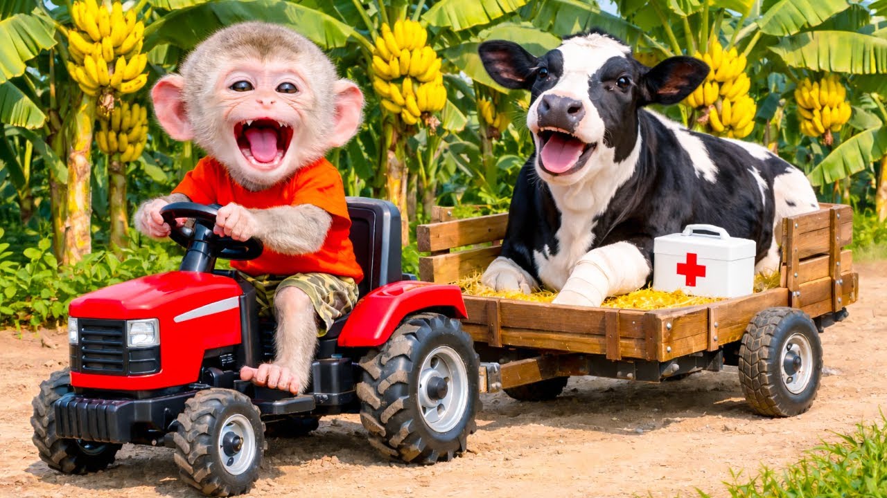 Monkey Farmer Harvests Bananas & Rescues an Injured Cow.!- Monkey Farm ...