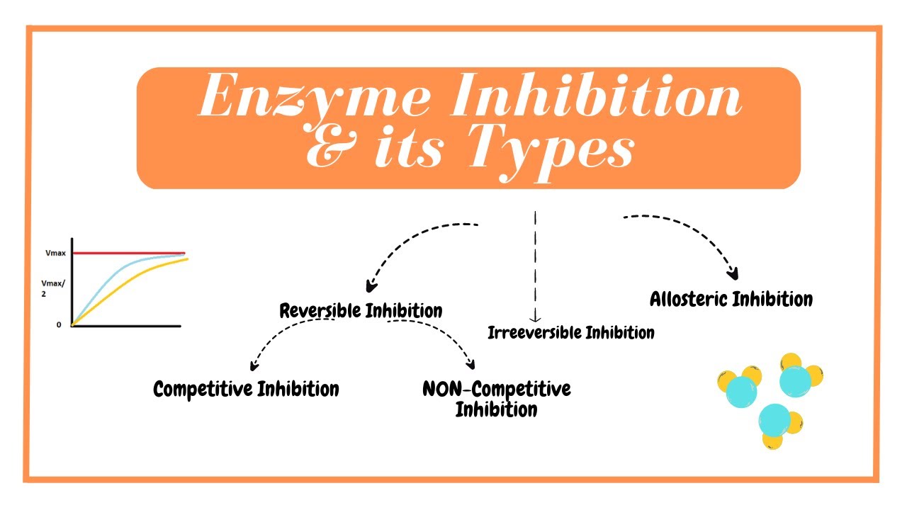 Enzyme Inhibition and Its Types | Reversible Inhibition | Irreversible ...