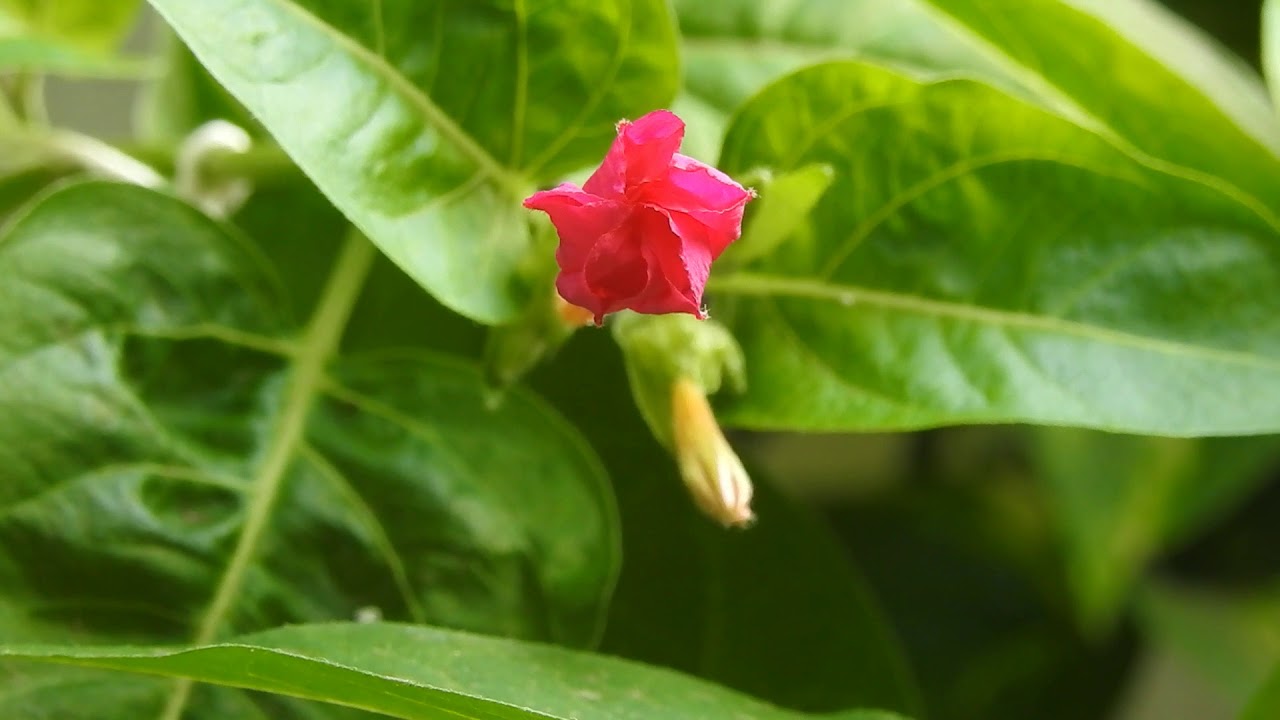 Flower Blooming, front view - YouTube