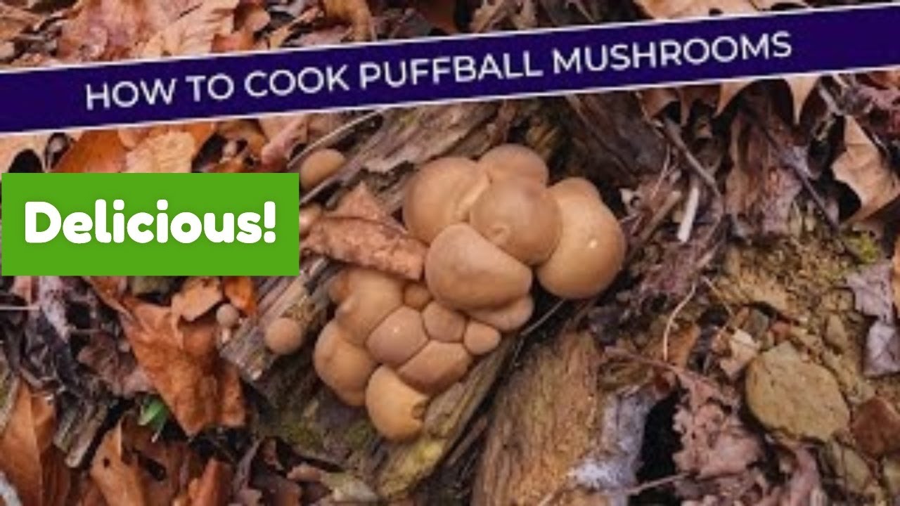 The Mushroom Hunter's Guide to Cooking Puffballs - YouTube