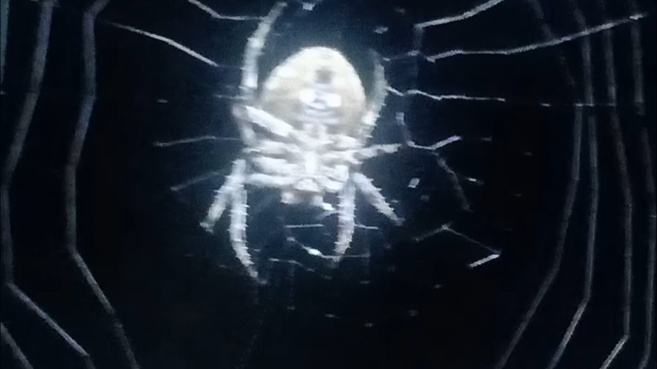 SOBRANG LAKI NG GAGAMBA🕷️🕷️#spider#gagamba#gagambafight#ma'am Liza ...