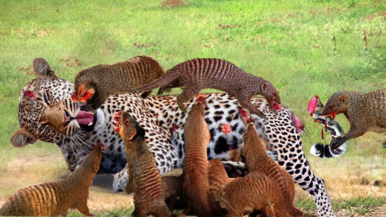 Unbelievable! Leopard Fell Victim To The Humiliating Defeat Of The Tiny ...