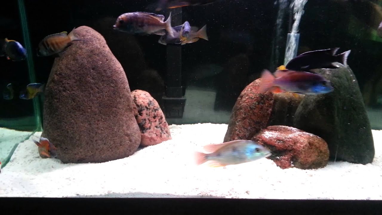 Dealing with fin rot. - YouTube