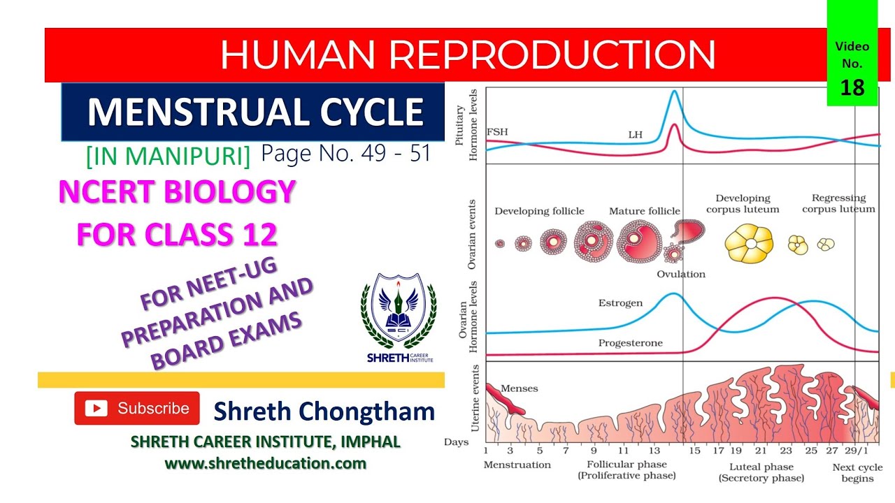 Menstrual Cycle | Chapter 3 | Class 12 Biology | NCERT | NEET |COHSEM ...