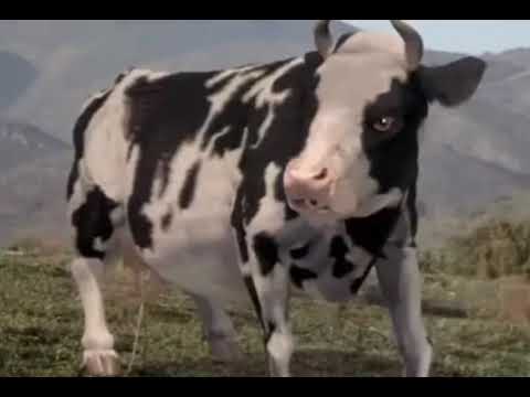 Vaca lutando KUNG FU ?! 😂😂😂