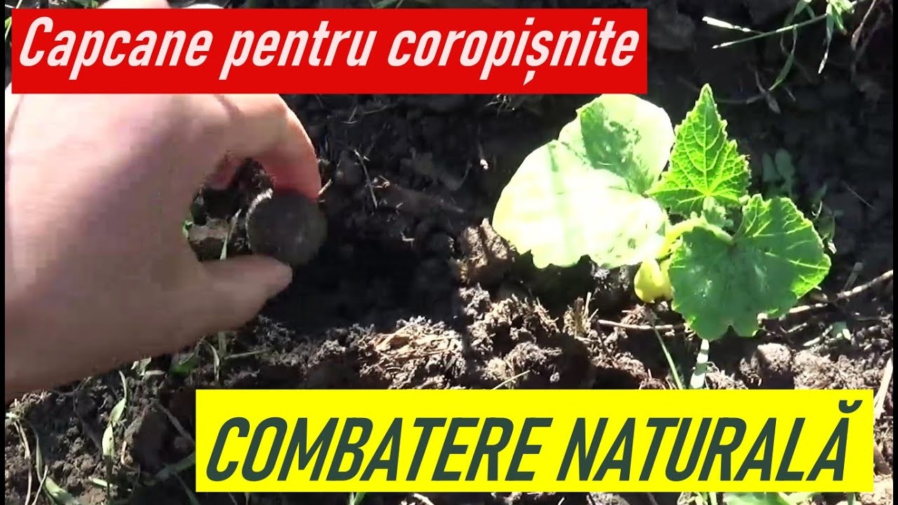 Capcane pentru coropișnite- Combatere naturală - YouTube
