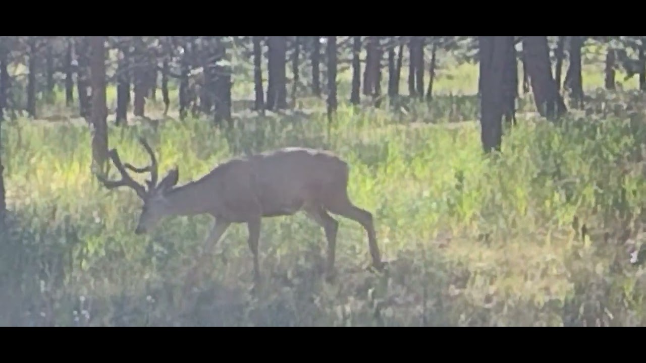 One Buck - YouTube