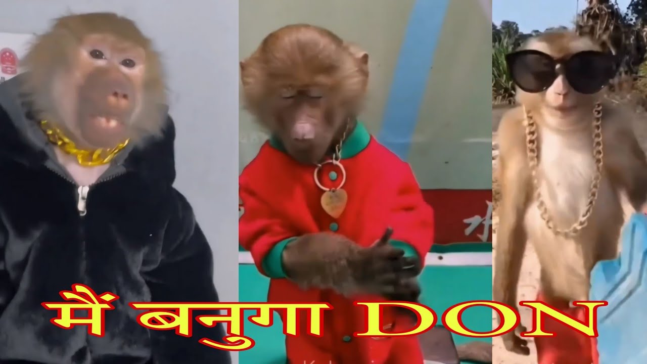 Main banunga Don // monkey comedy video // Animal funny activity - YouTube