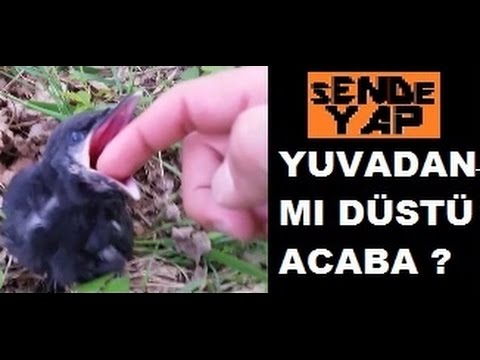 KARGA YAVRUSU yuvadan mi düstü acaba? (BABY CROW)