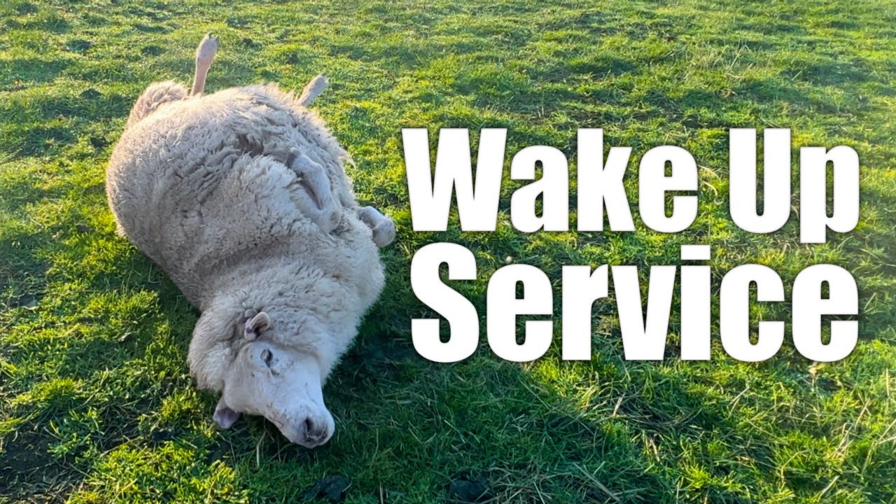 What Am I Farming… Turtles? - Australian Sheep Farm Vlog - YouTube