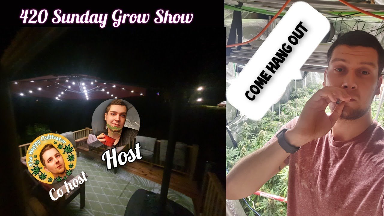 Sunday bud show & yield. - YouTube