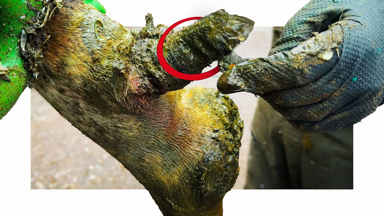 this HUGE DEW CLAW was causing a REAL PROBLEM! - YouTube