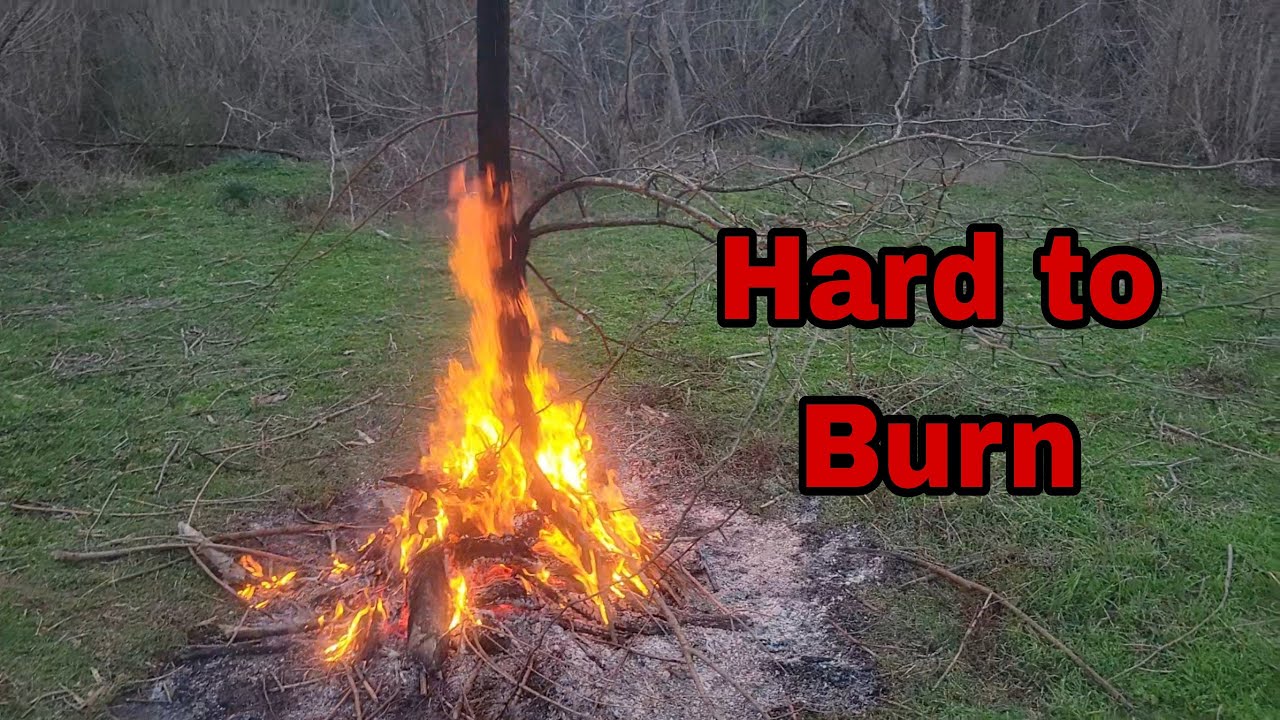 Burning Thorn Tree - YouTube