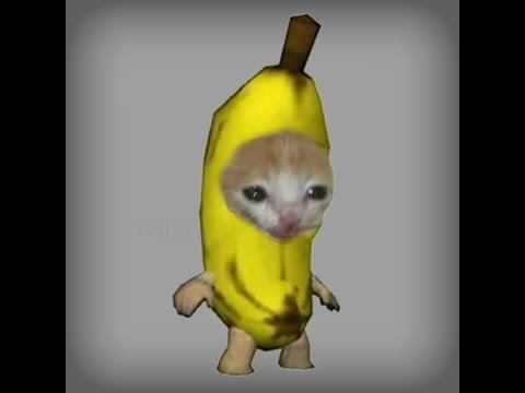 hapi hapi hapi cat - YouTube